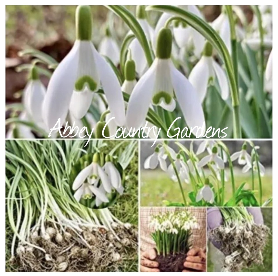 100 English Single Snowdrop Bulb actively Growing will flower this ...