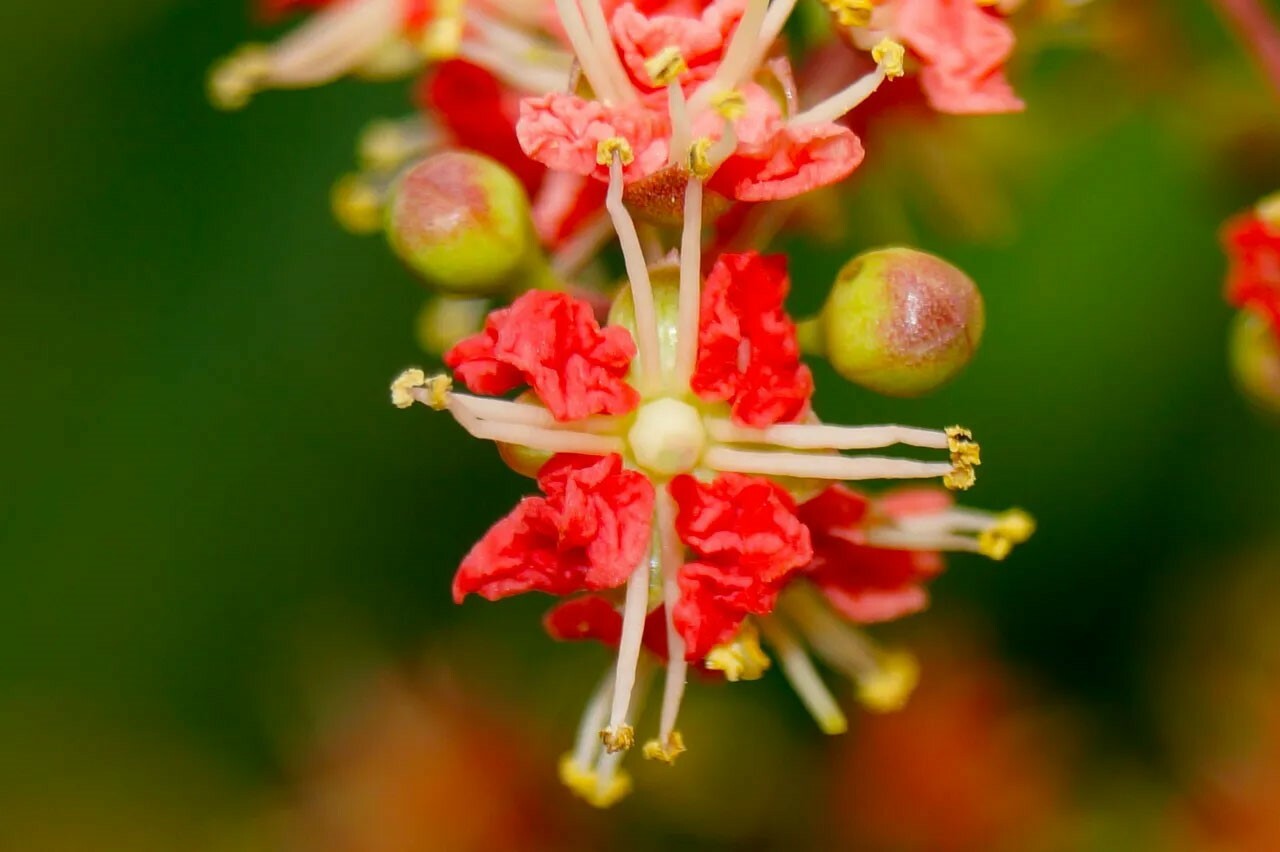 Lawsonia inermis | Egyptian Privet | Henna | Mignonette Tree | 50_Seeds ...