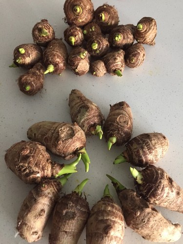 5 Taro Root Bulbs Elephant Ear Edible Aquatic Marginal Bog Pond Live ...