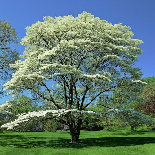 Silky Dogwood Bush/Tree, Young, Well Rooted, 12+ inches tall | eBay