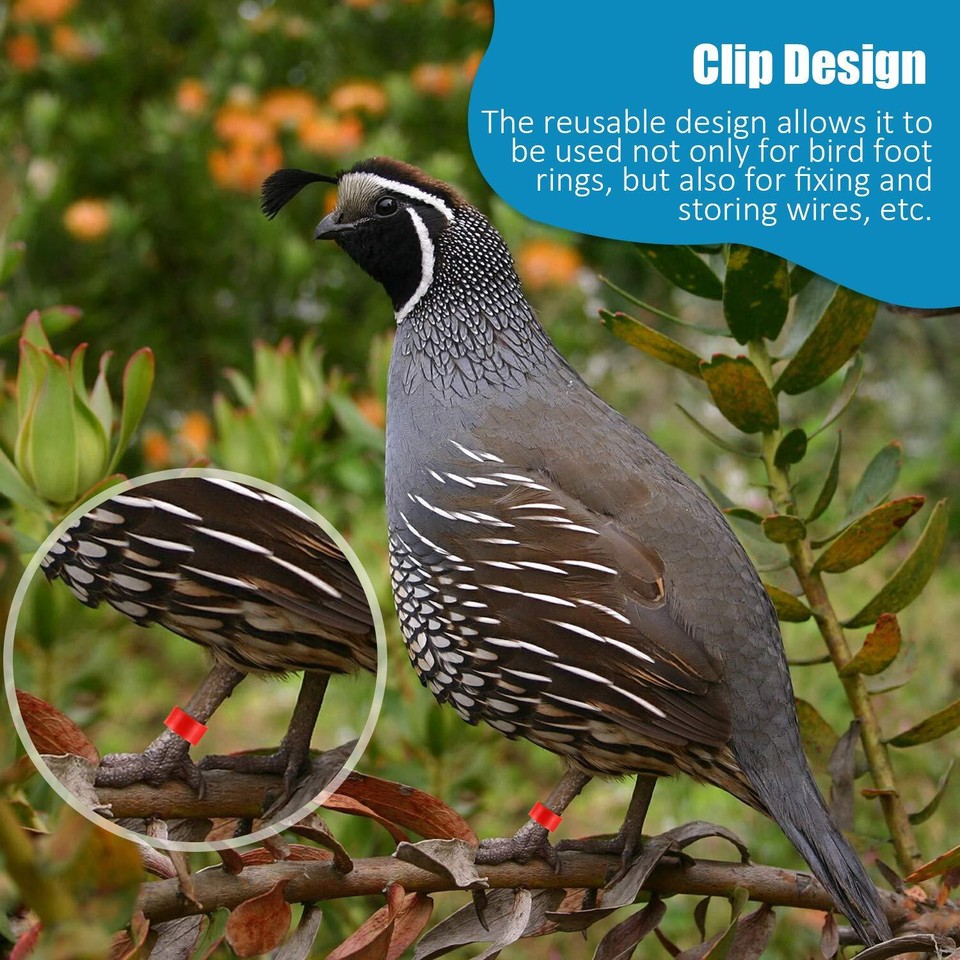 300 Pcs Bird Leg Rings Foot Bands for Chicks Bantam Finch Dove Lovebird ...