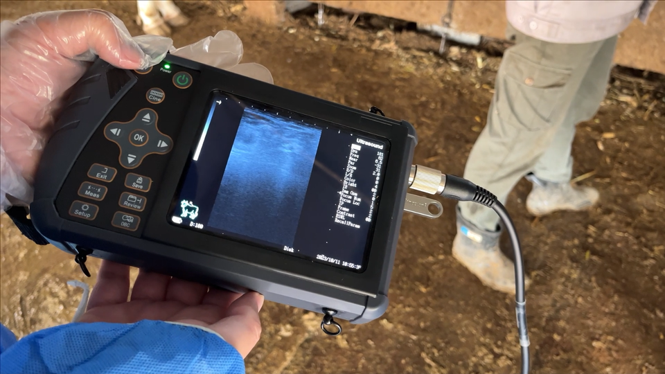 DAWEI Handheld Veterinary Ultrasound Machine Rectal Probe for Horse ...