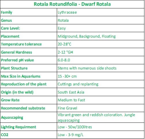 Floratica 12 X Rotala Rotundifolia Live Aquarium Plants Tropical Fish ...