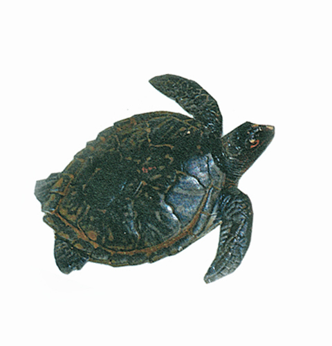 AAA 12814 Baby Green Sea Turtle Sealife Animal Model Toy Replica - NIP ...
