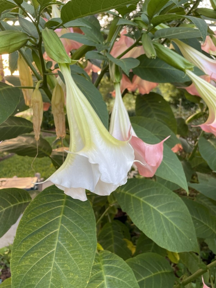 FLAMENCO Brugmansia Angels Trumpet Plant 12”+Fragrant Large Peach ...