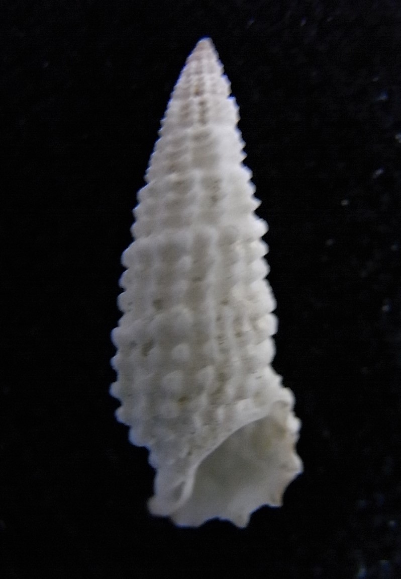 seashell Cerithium scobiniforme SELDOM OFFERED! 20-22mm Gem | eBay