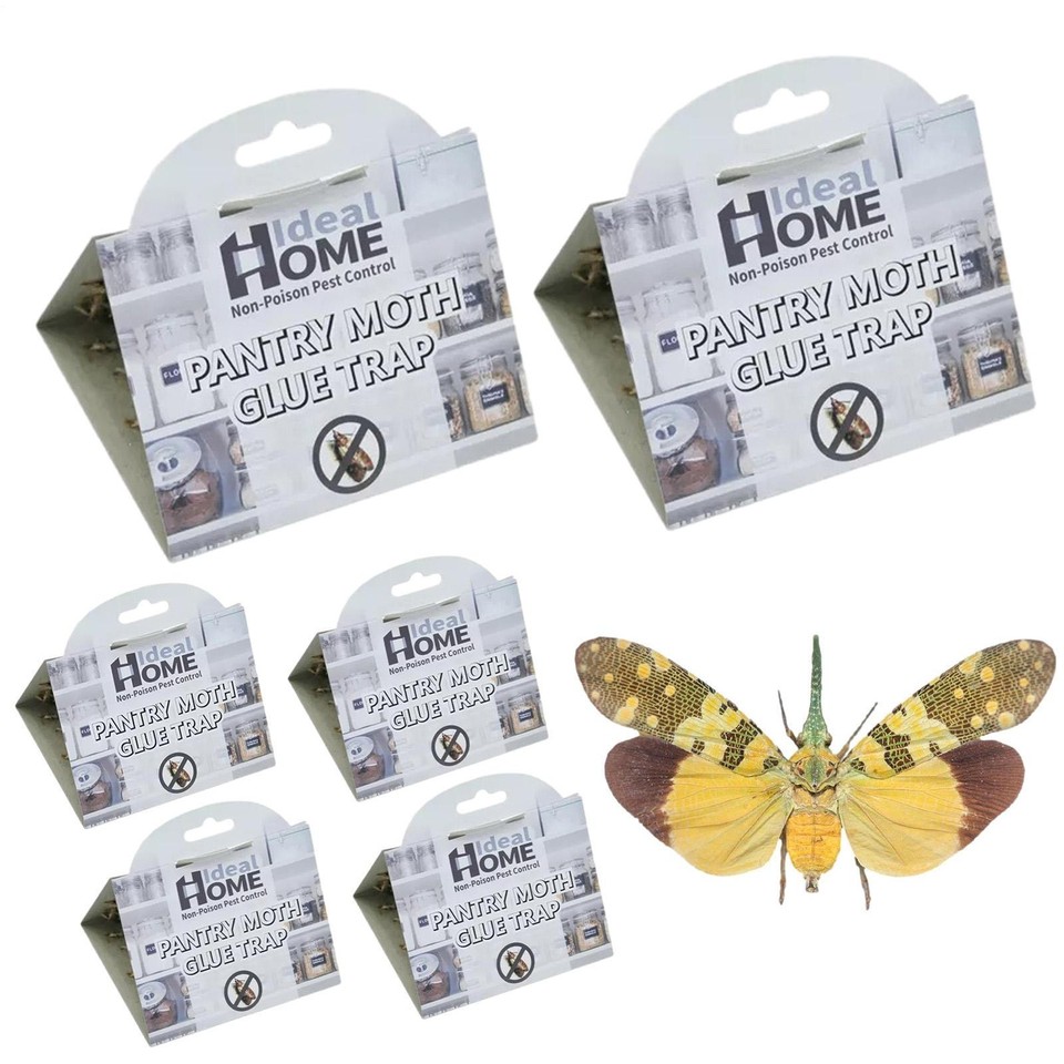 6PCS Moth Traps Clothes And Pantry Moth Traps Sticky Ecofriendly Safe ...