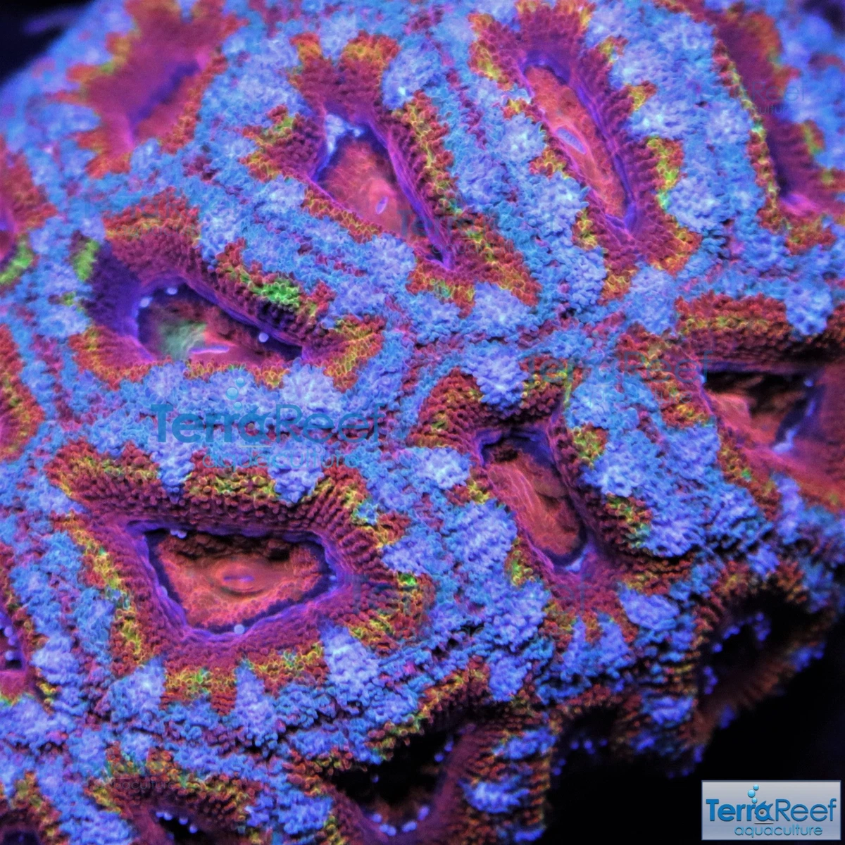 Red Acan Coral