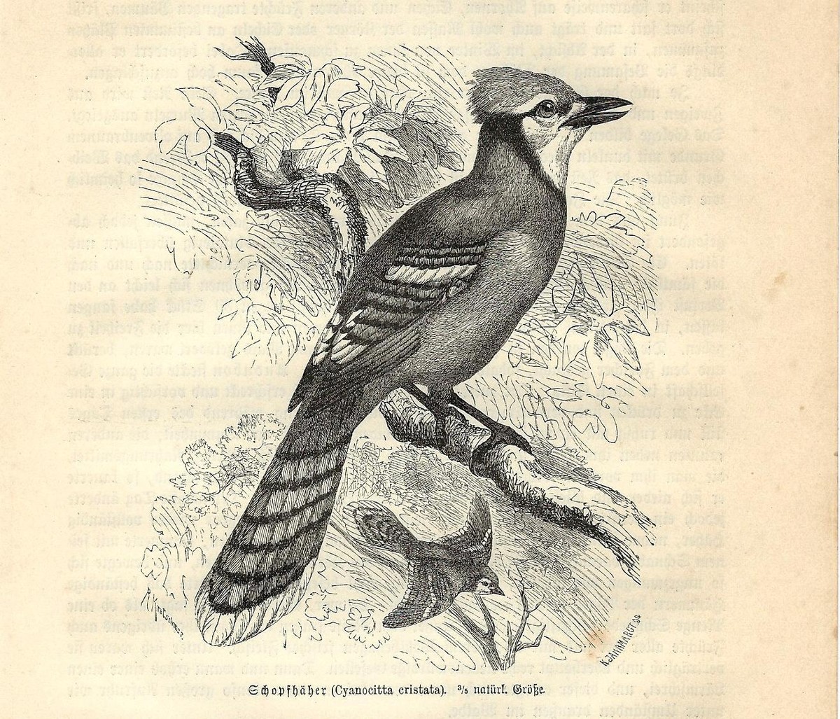 Disegno Di Ghiandaia Azzurra