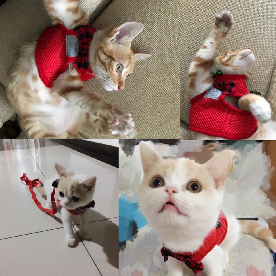 Kitten Harness and Leash Safety Cat Walking Jacket Kitty Vest Free ...