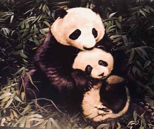 BABY'S NURSERY--:Panda Mother's & Babies Border 5 yards long X 9" Tall ...