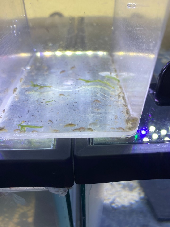 50+ Live Freshwater Scuds (Gammarus shrimp/ amphipods) + Pearlweed | eBay