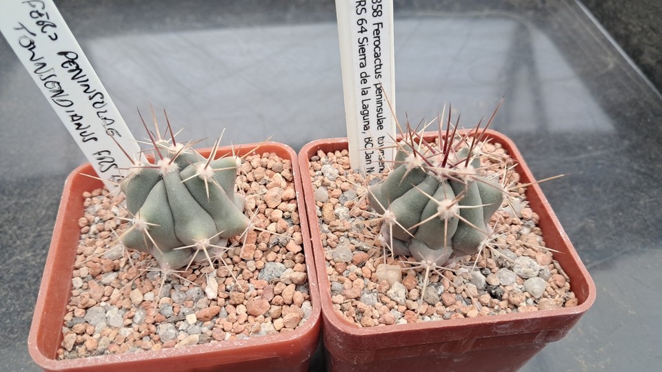 Ferocactus peninsulae townsendianus FRS64 - one plant | eBay UK