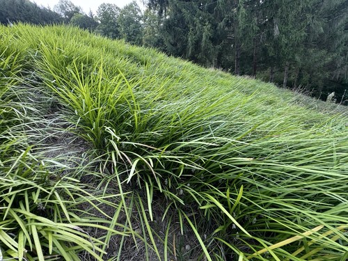 Liriope Spicata (Creeping Lily Turf Or Monkey Grass) 50 Bare Root ...