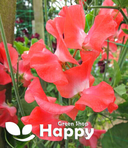 CLIMBING FLOWERS - Vines - Thunbergia Morning Glory Sweet Pea - Flower ...