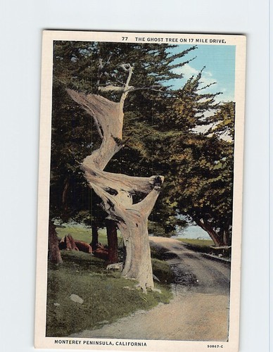 Postcard The Ghost Tree on 17 Mile Drive Monterey Peninsula California ...