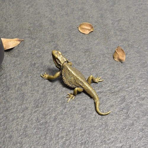 Tabletop Figurine Brass lizard Animal Statue Sculpture Home Decor Gift ...