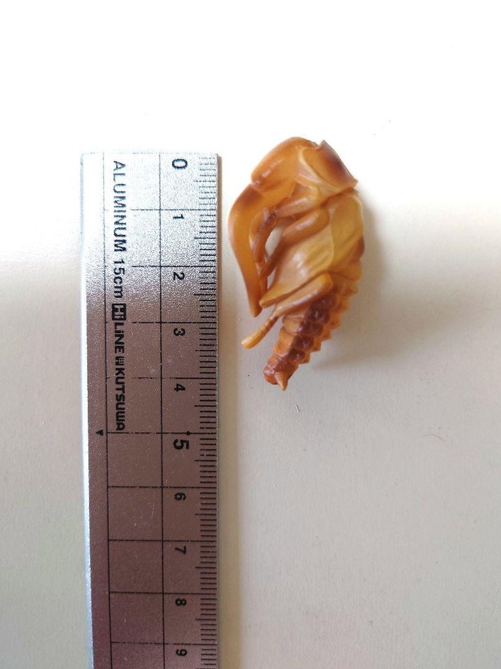 Kaiyodo CapsuleQ Japanese Sawtooth Stag Beetle Pupa Figure Used | eBay