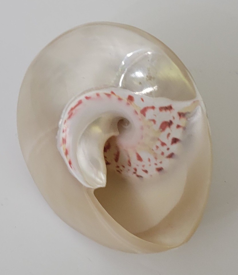 STUNNING Natural Seashell SHELL Swirl | eBay