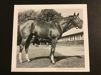SECRETARIAT BOLD RULER SOMETHINGROYAL 3 PHOTOS Horse Racing MOM AND DAD ...