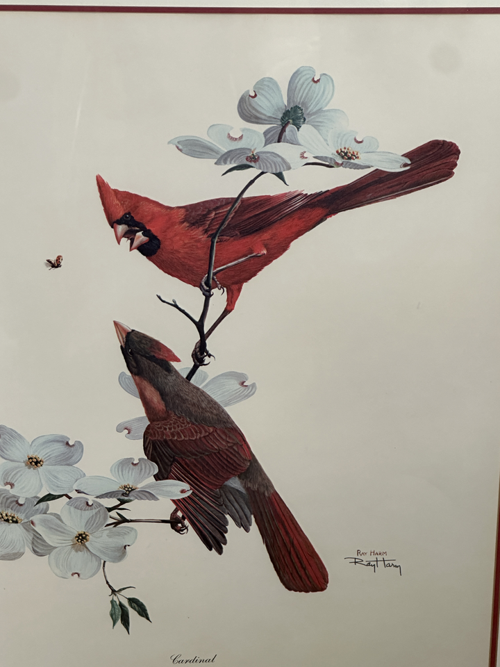 Ray Harm Wildlife Art CARDINAL 1963 Bird Print Signed Pro Framed Artist ...