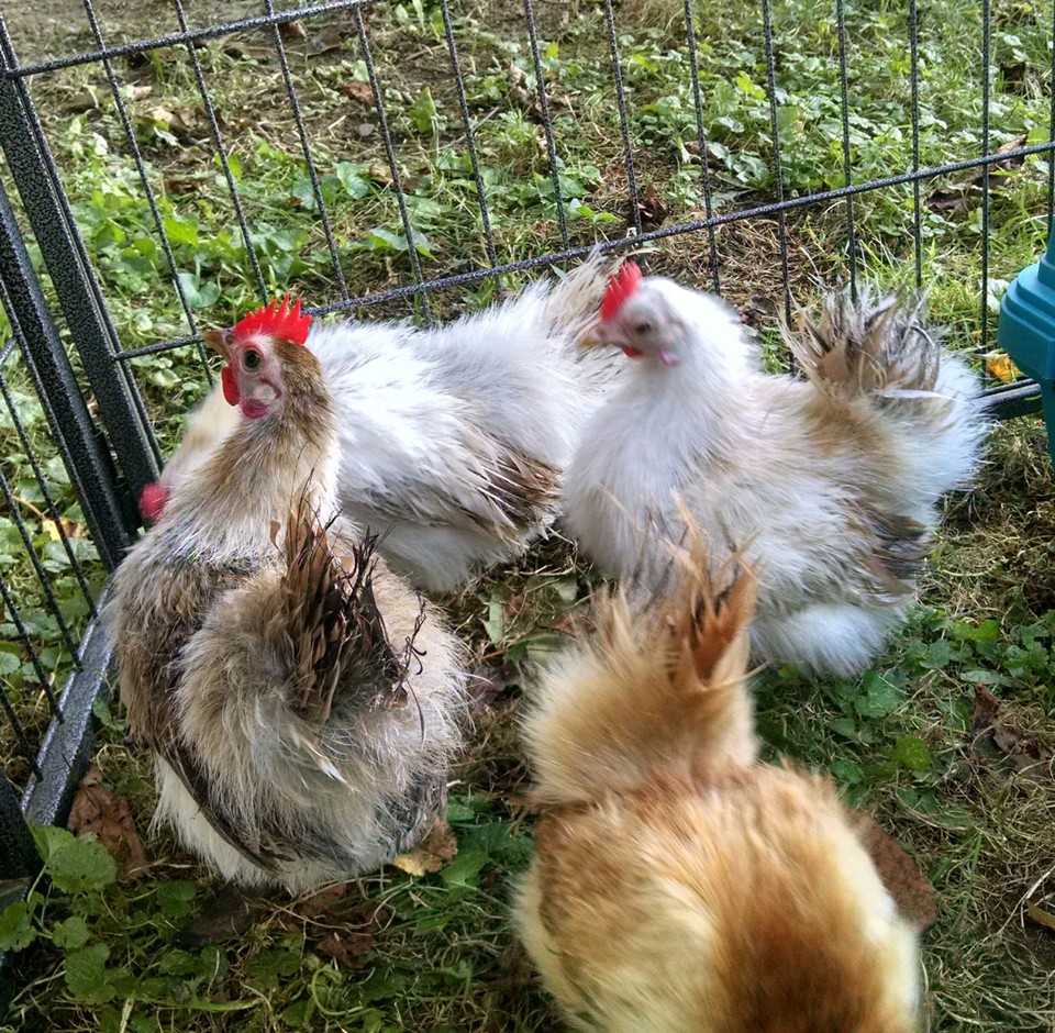 6 Rare Silkied Serama MICRO chicken Hatching EGGS- Longtime Breeder | eBay