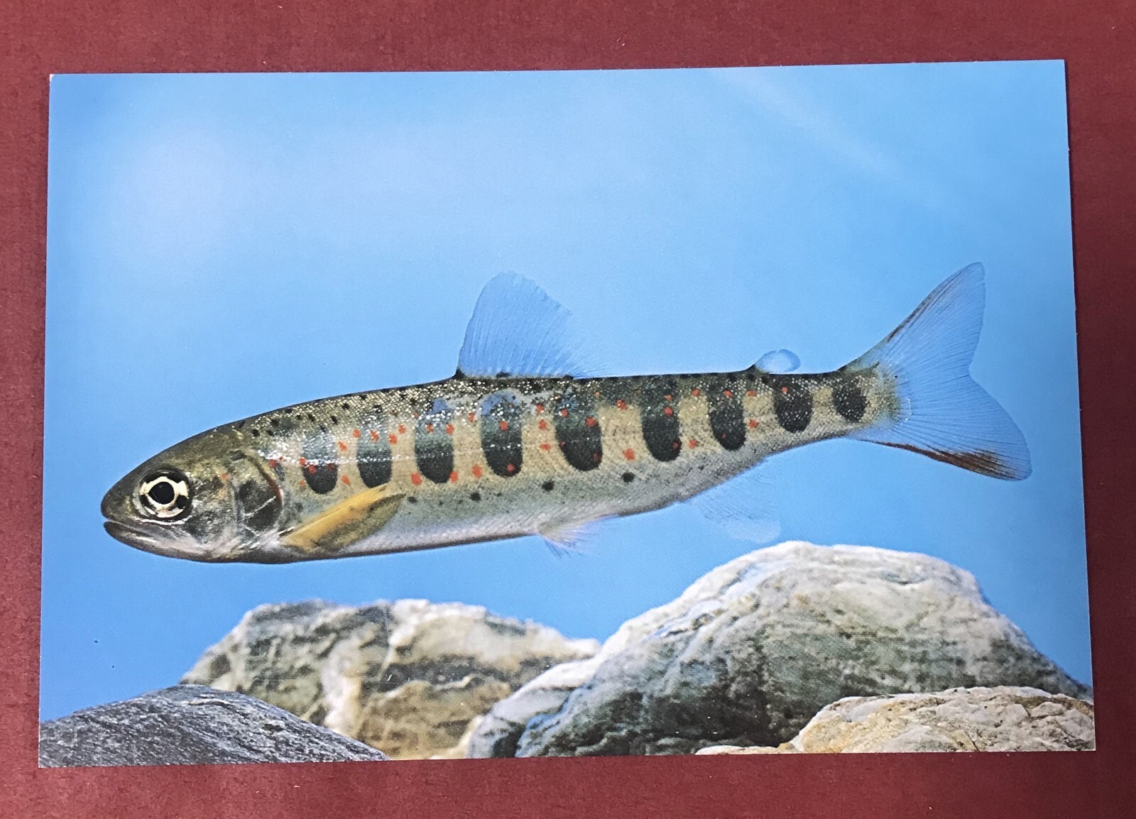 Vintage Postcard Japan Amago Freshwater Fish #38290 | eBay