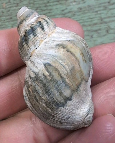 Buccinum Plectrum Shell Fossil Gastropod Locality Unknown Seashell | eBay