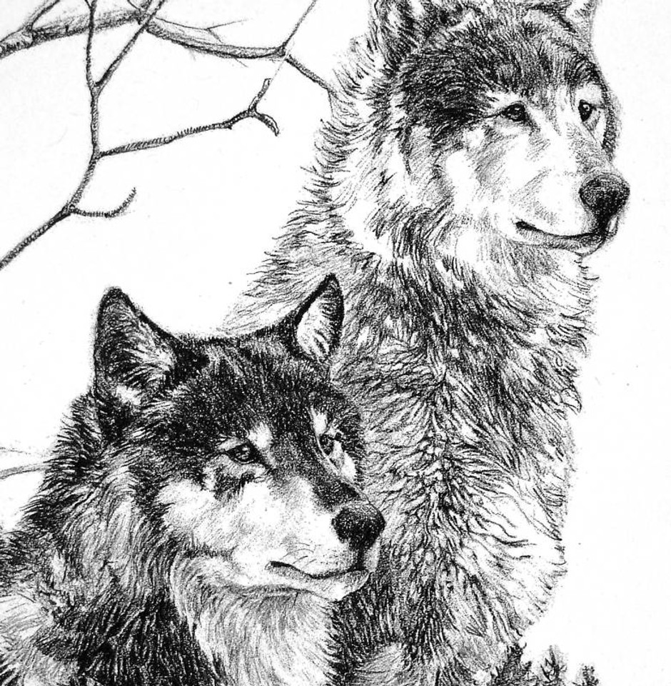 WOLF Wolves pencil drawing Limited Edition Original Artist Signature ...