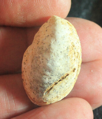 Crepidula sp. - Miocene fossil gastropod, fm. Calyptreidae | eBay