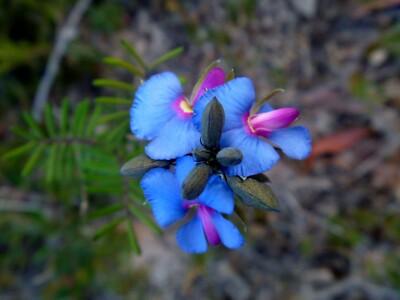 Gompholobium cyaninum (venustum) (Dainty or Pretty Pea) x 20 seeds ...