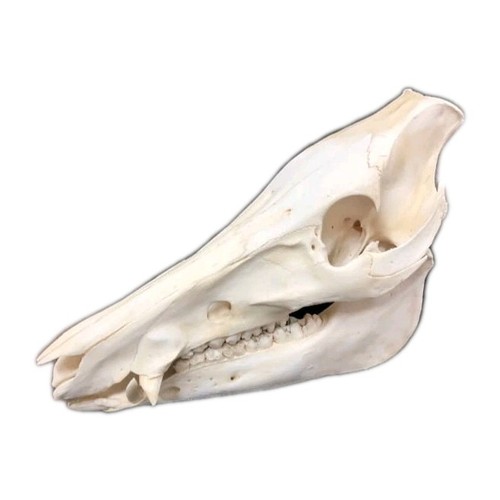Wild Boar Hog Skull Complete Fangs Tusks Teeth Taxidermy Education ...