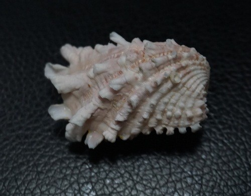 Cardita crassicosta 45 mm GEM " unusual WHITE pinkish color pattern WOW ...