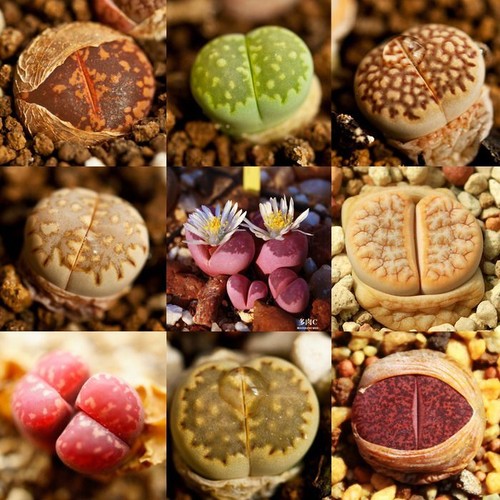 100 Rare Mix Lithops Seeds Living Stones Succulent Cactus S016 | eBay