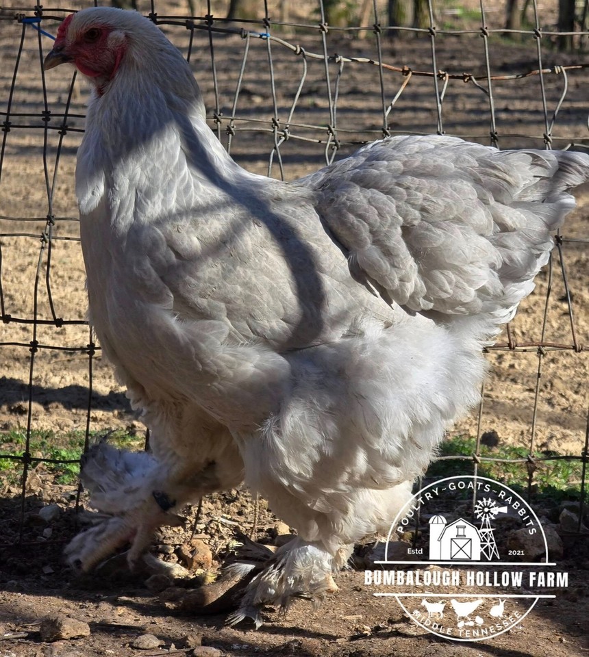 RARE Isabel Brahma hatching eggs (12) | eBay