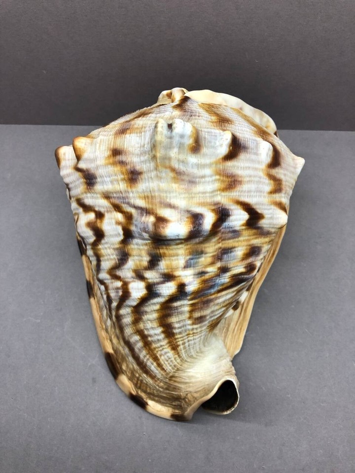 Cassis tuberosa Giant 21.5 cm CUBA, Sea shell, CASSIDAE, Collectible ...