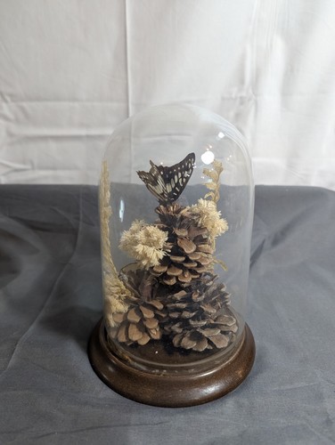Vintage Bell Jar Butterfly Preserved Specimen Flower Botanical Nature ...