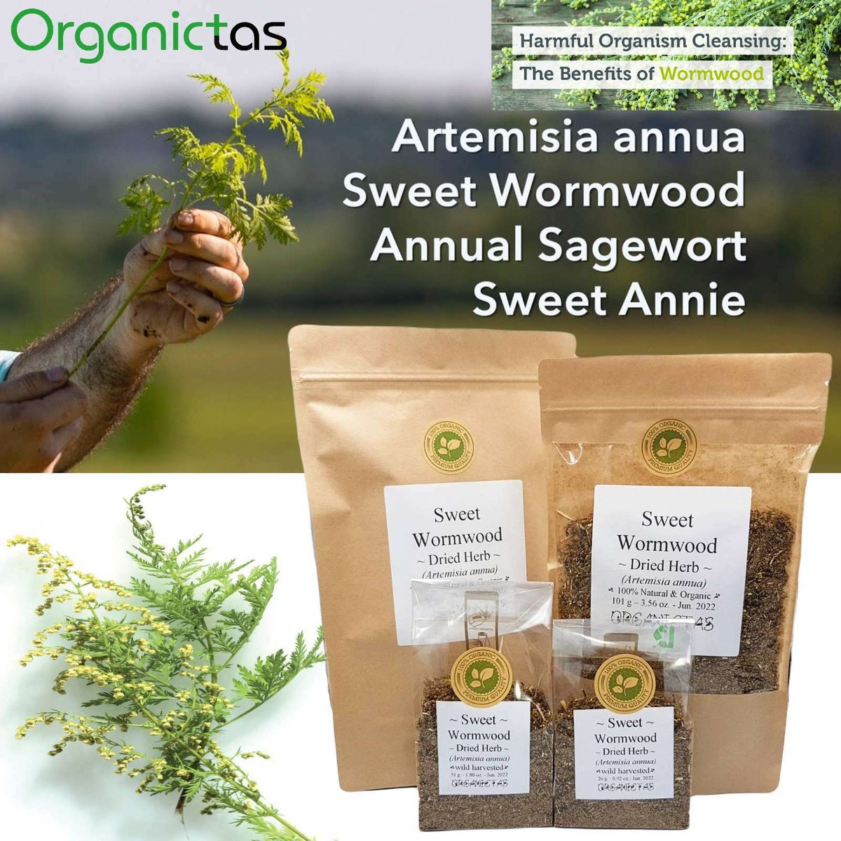 Artemisia Annua 300 Seeds Sweet Annie Sagewort Wormwood Artemisia