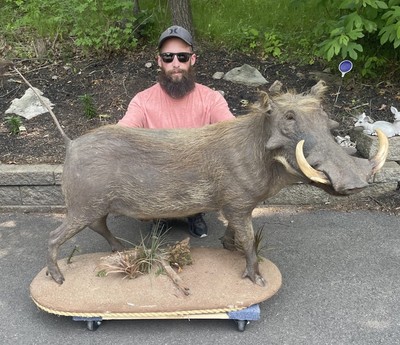 Beautiful Vintage African Warthog Full Body Mount Taxidermy Cabin Man ...