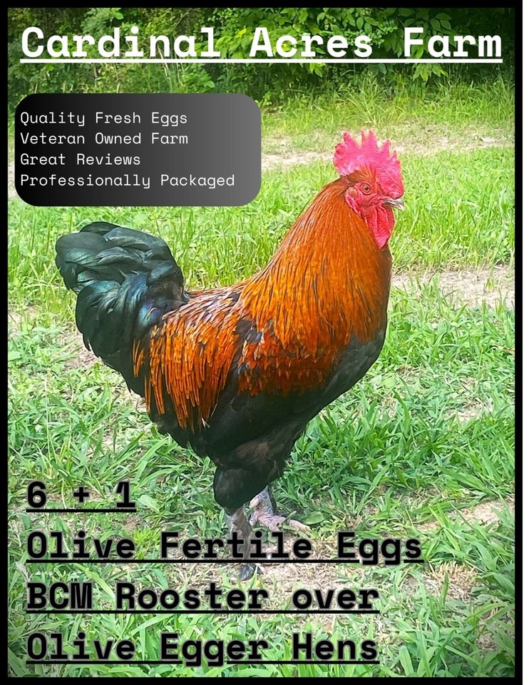 6 + 1 Olive/Moss Egger fertile hatching eggs from Cardinal Acres Farm | eBay