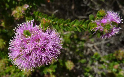 Melaleuca squamea - Swamp Honey Myrtle - 200 Seeds | eBay Australia