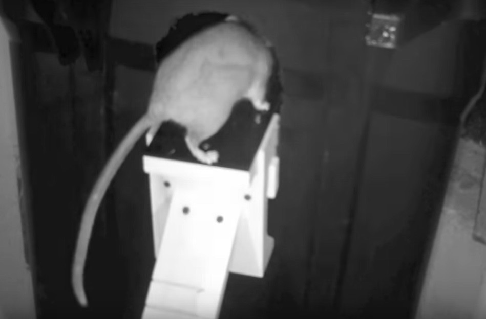 Original Dunk The Rat Trap - Rat & Squirrel Barn Trap - Auto Reset ...