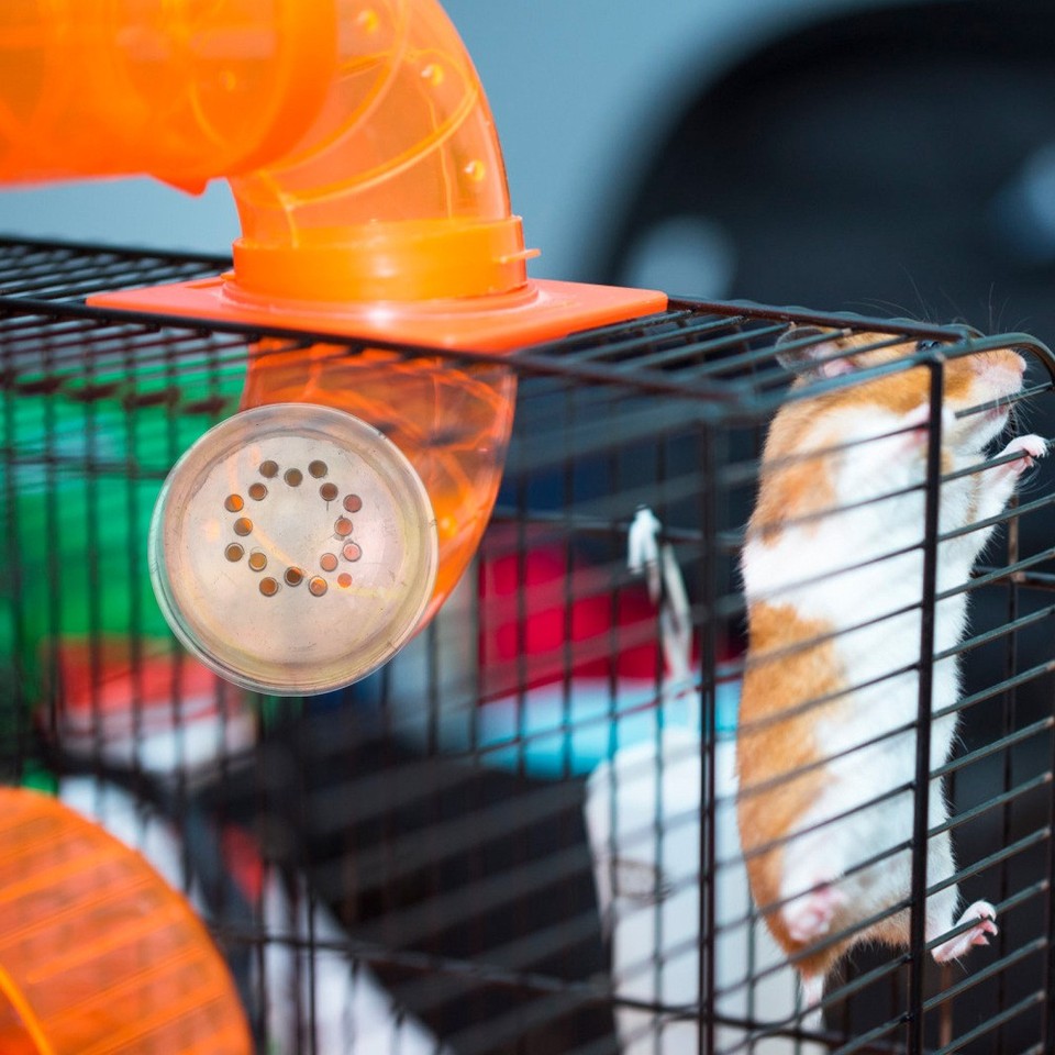 4Pcs Cage Pipe Plugs Dwarf Hamster Toy Connection Tunnel Stopper | eBay