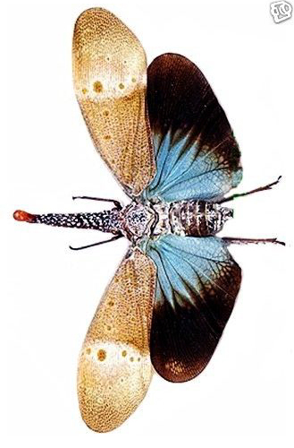 Lanternfly - Pyrops pyrorhyncha _ World's Largest -Cameron Highlands ...