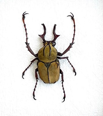 Taxidermy Beetle Bug Pinned Insects Specimens Art Collections ...