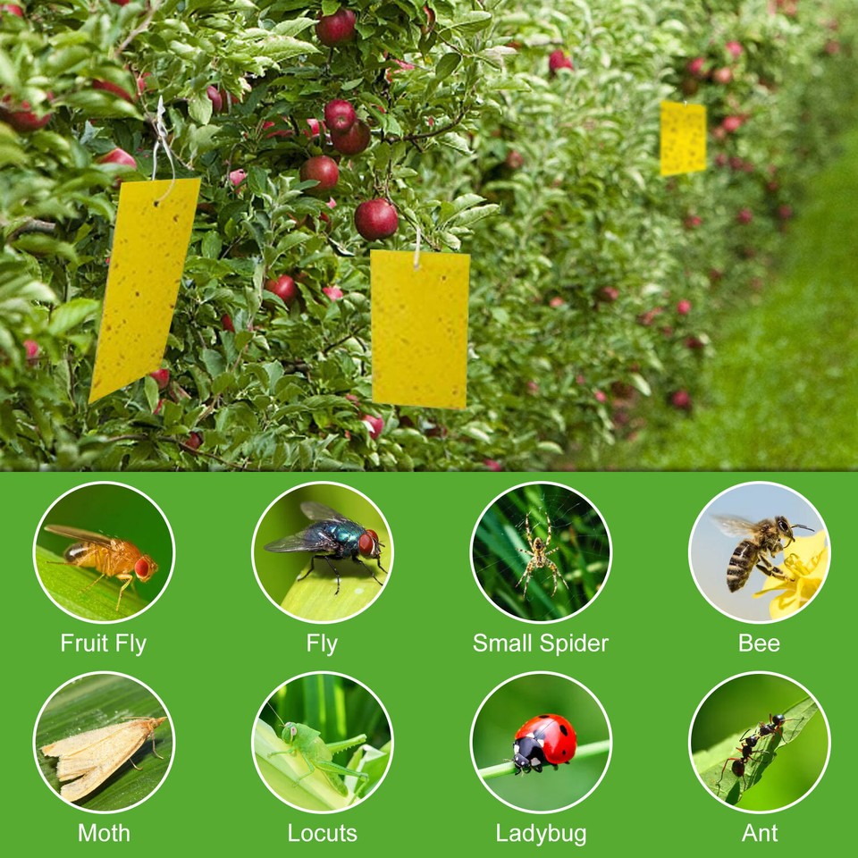 Sticky Fly Glue Trap Yellow Paper Trap Fruit Flies Insect Mosquitoes ...