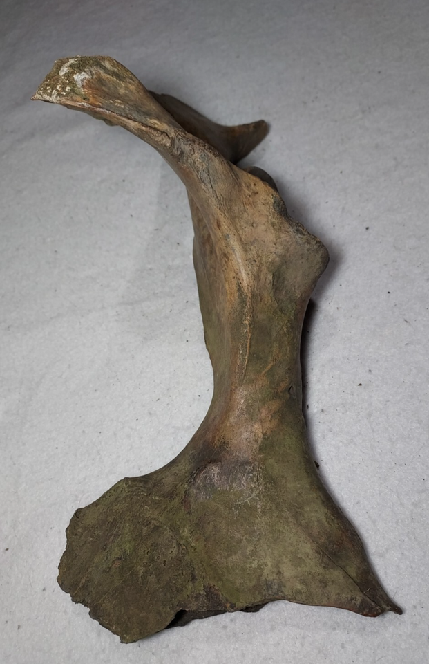 Bison Left Coxae (Hip) Bone Fossil from Ice Age | eBay