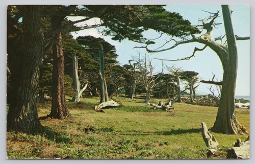 Vintage 1955 Ghost Trees Monterey Cypress Coastal Postcard by Royal ...