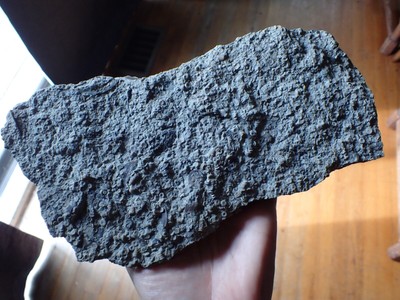 Crinoid Trilobite Micro Fossil KY Hash Plate Research Specimen Science ...