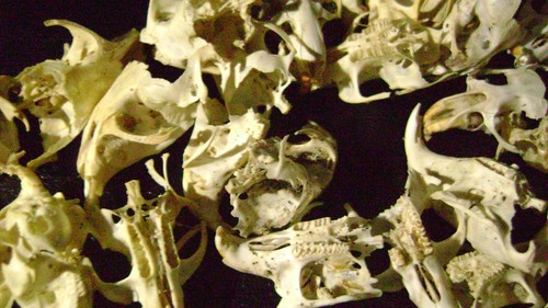 30 BROKEN RAT SKULLS real animal bones head skeleton taxidermy art ...